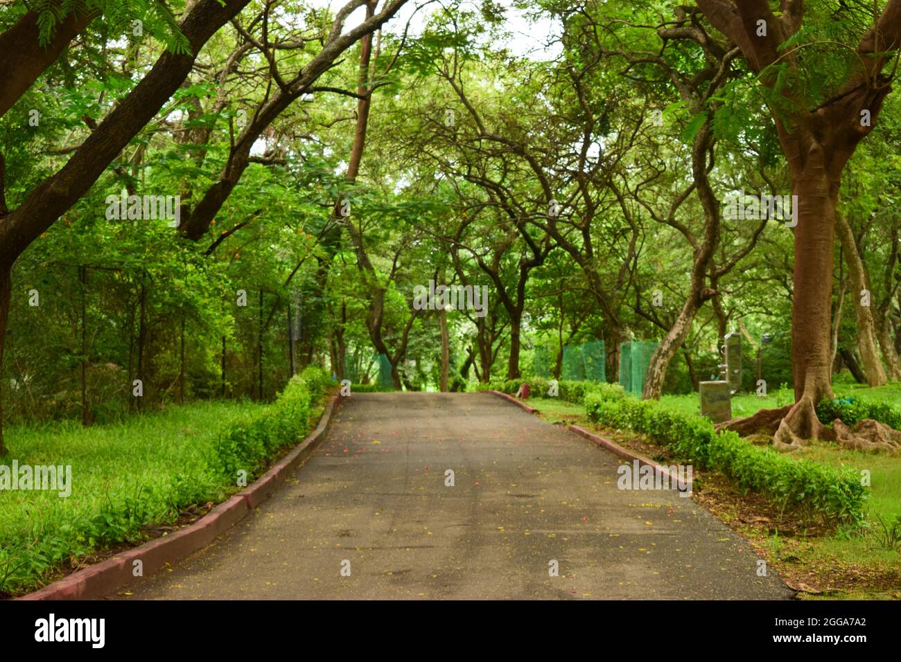 Dirty Wet Road Pathway and Green Trees in Rainy Season Background Stock ...