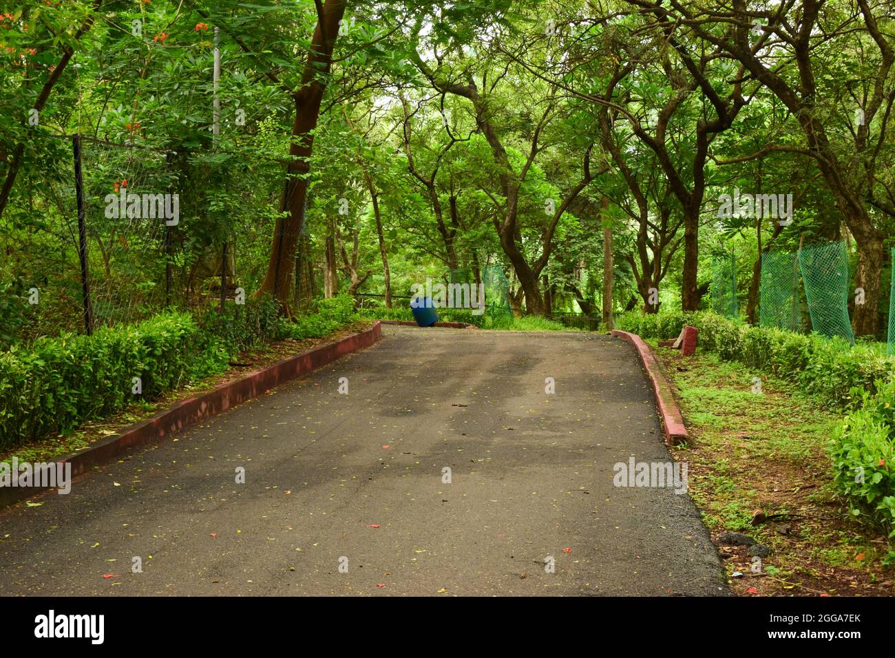 Dirty Wet Road Pathway and Green Trees in Rainy Season Background Stock ...