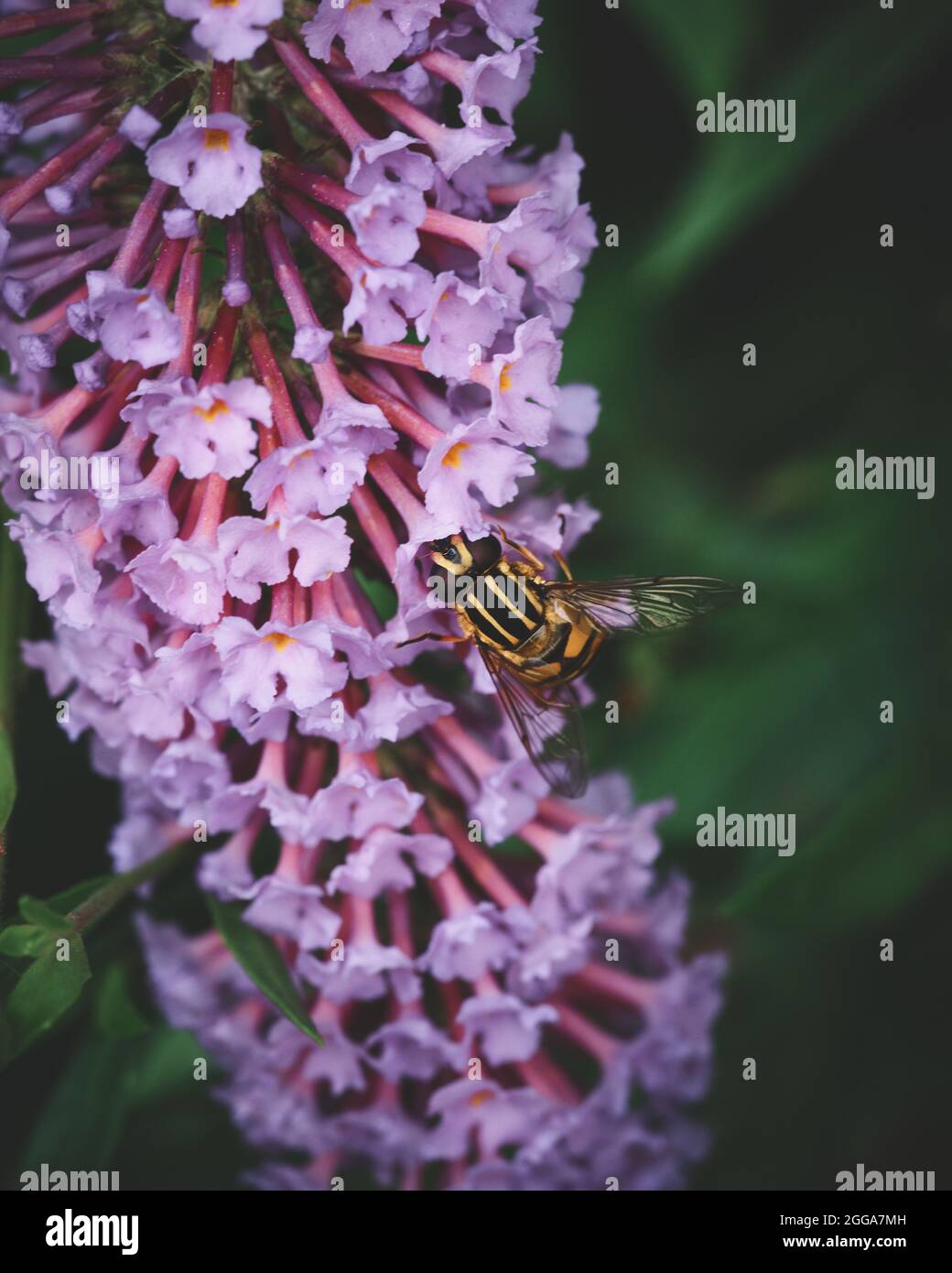 Flowers and Insects in an natural symbiosis. High quality photo Stock ...