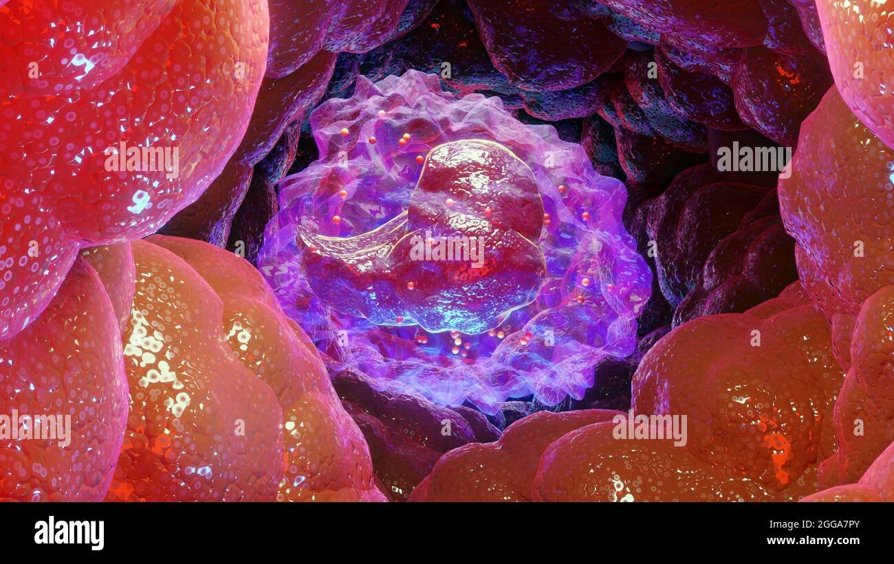 3d Illustration of Monocyte type Leukocyte cell, white blood cells, 3d ...