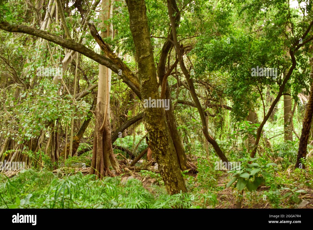 Deep green tree hi-res stock photography and images - Alamy