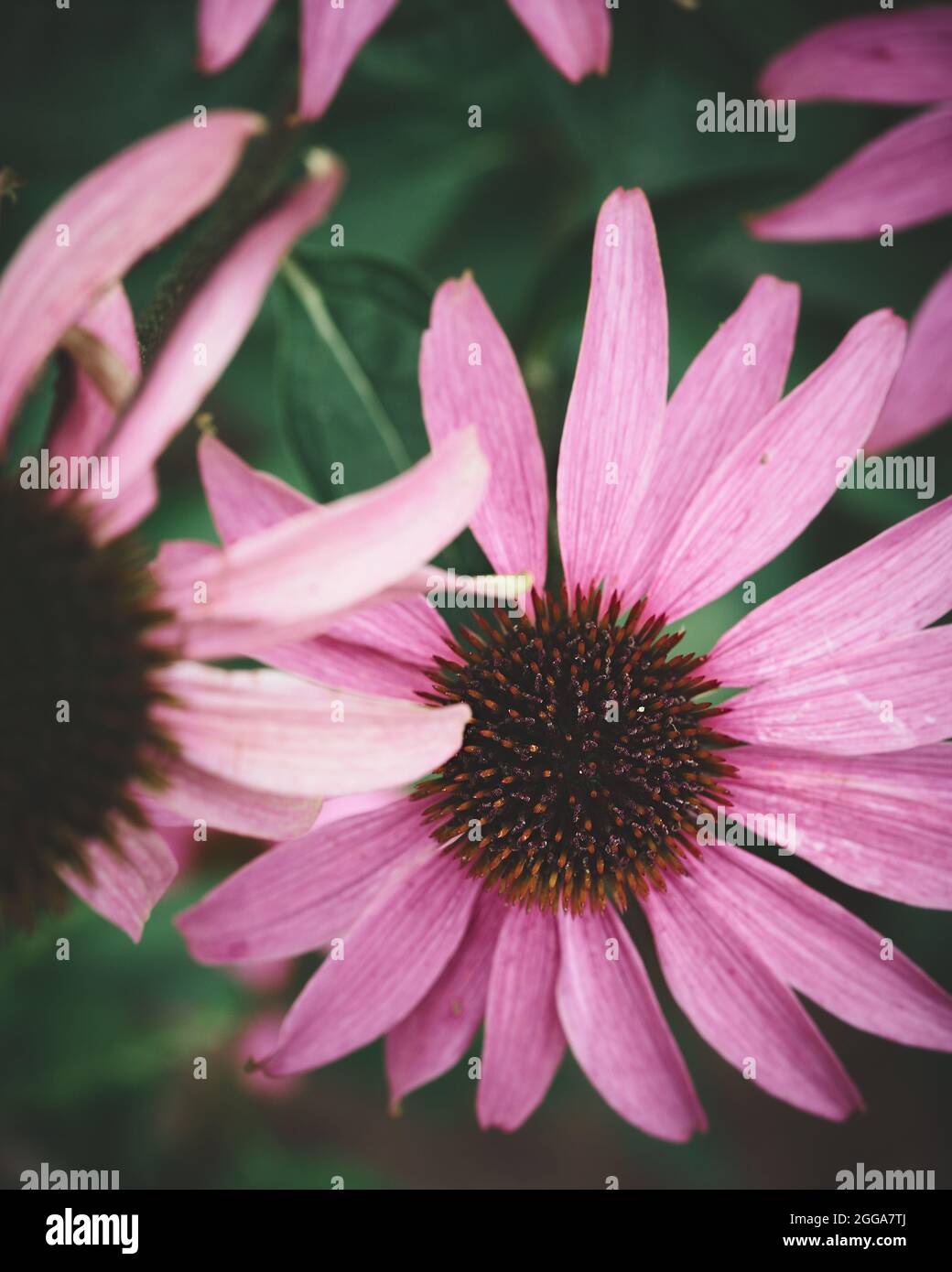 Flowers and Insects in an natural symbiosis. High quality photo Stock ...