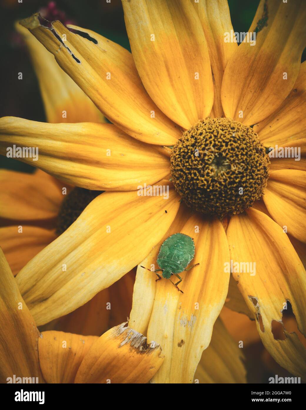 Flowers and Insects in an natural symbiosis. High quality photo Stock ...