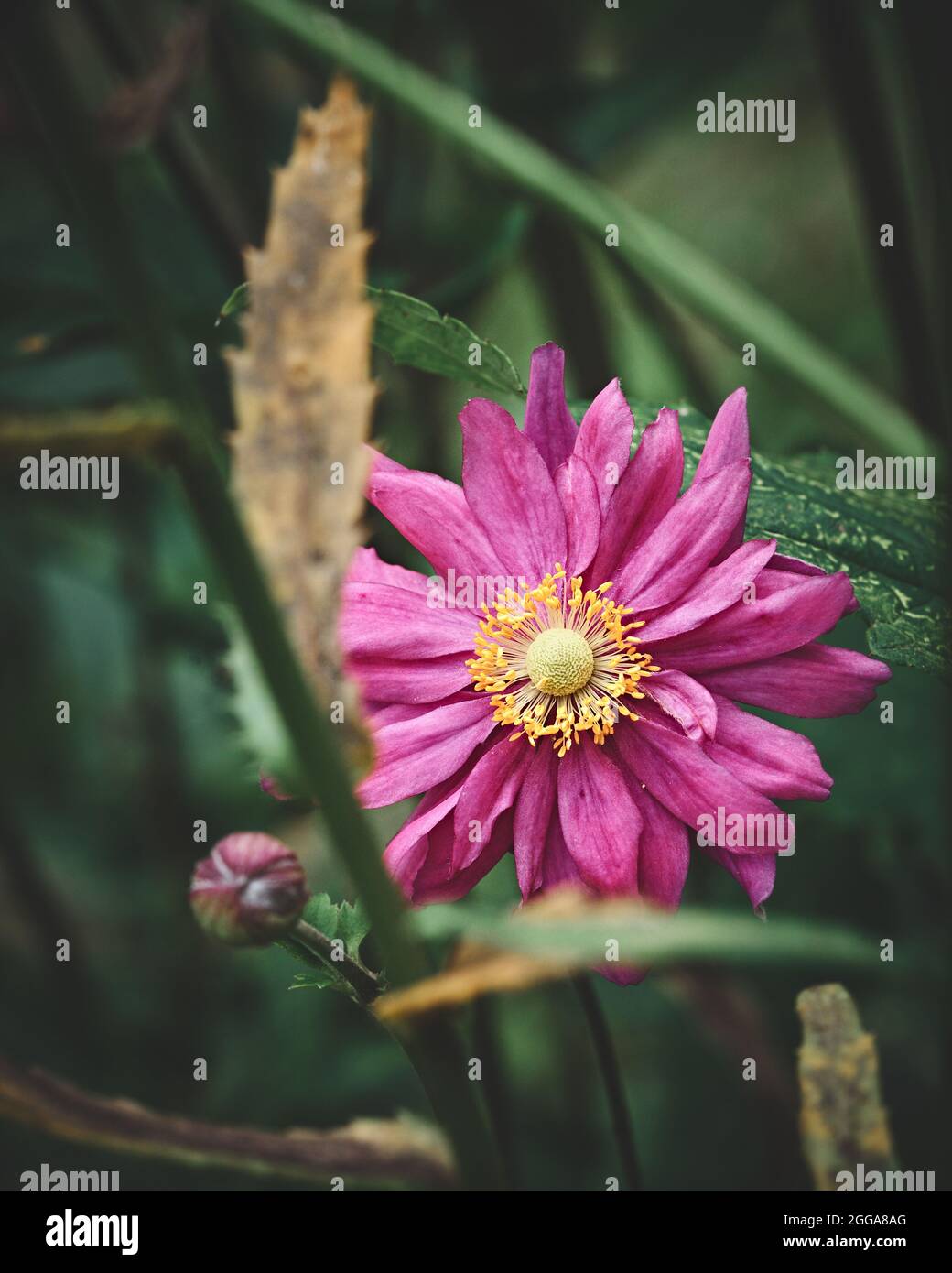 Flowers and Insects in an natural symbiosis. High quality photo Stock ...