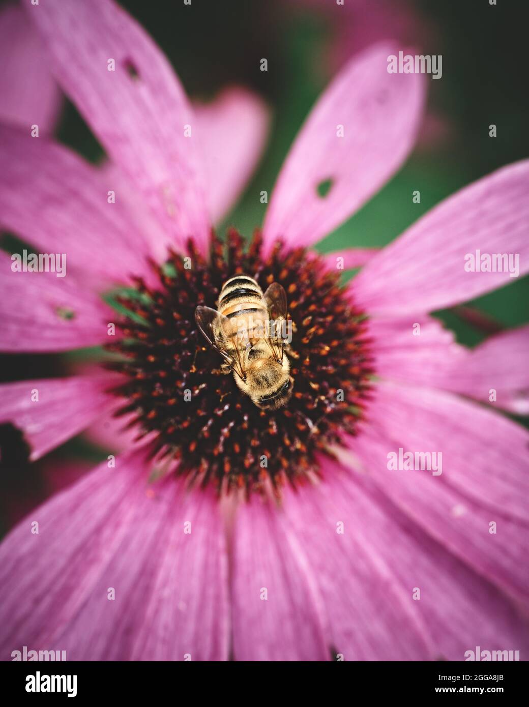 Flowers and Insects in an natural symbiosis. High quality photo Stock ...