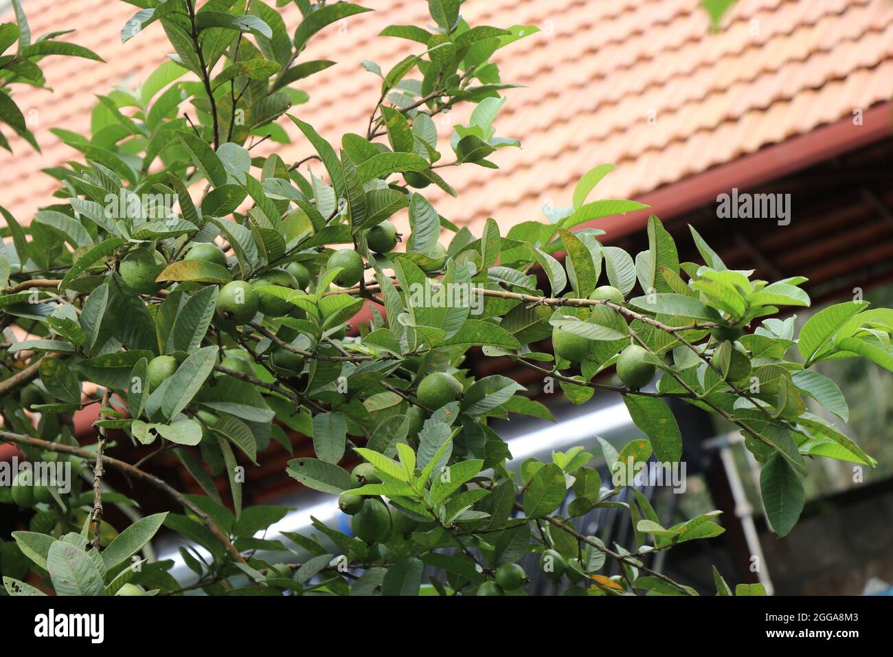 Guava tree hi-res stock photography and images - Alamy
