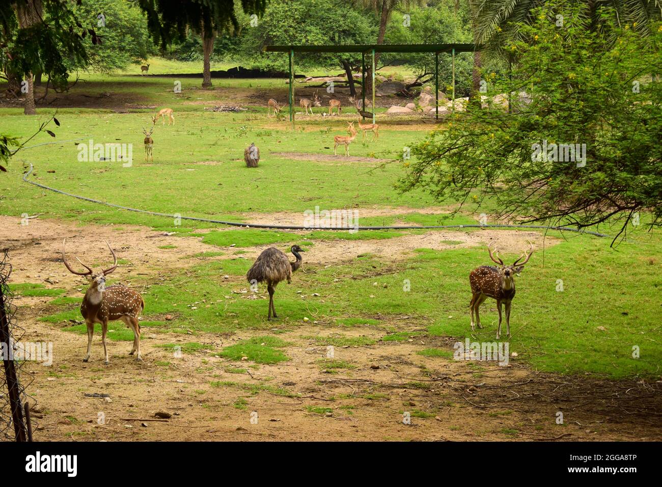 Deer,Birds and Lake, Green Tree and Sky in Deep Natural Rain forest ...