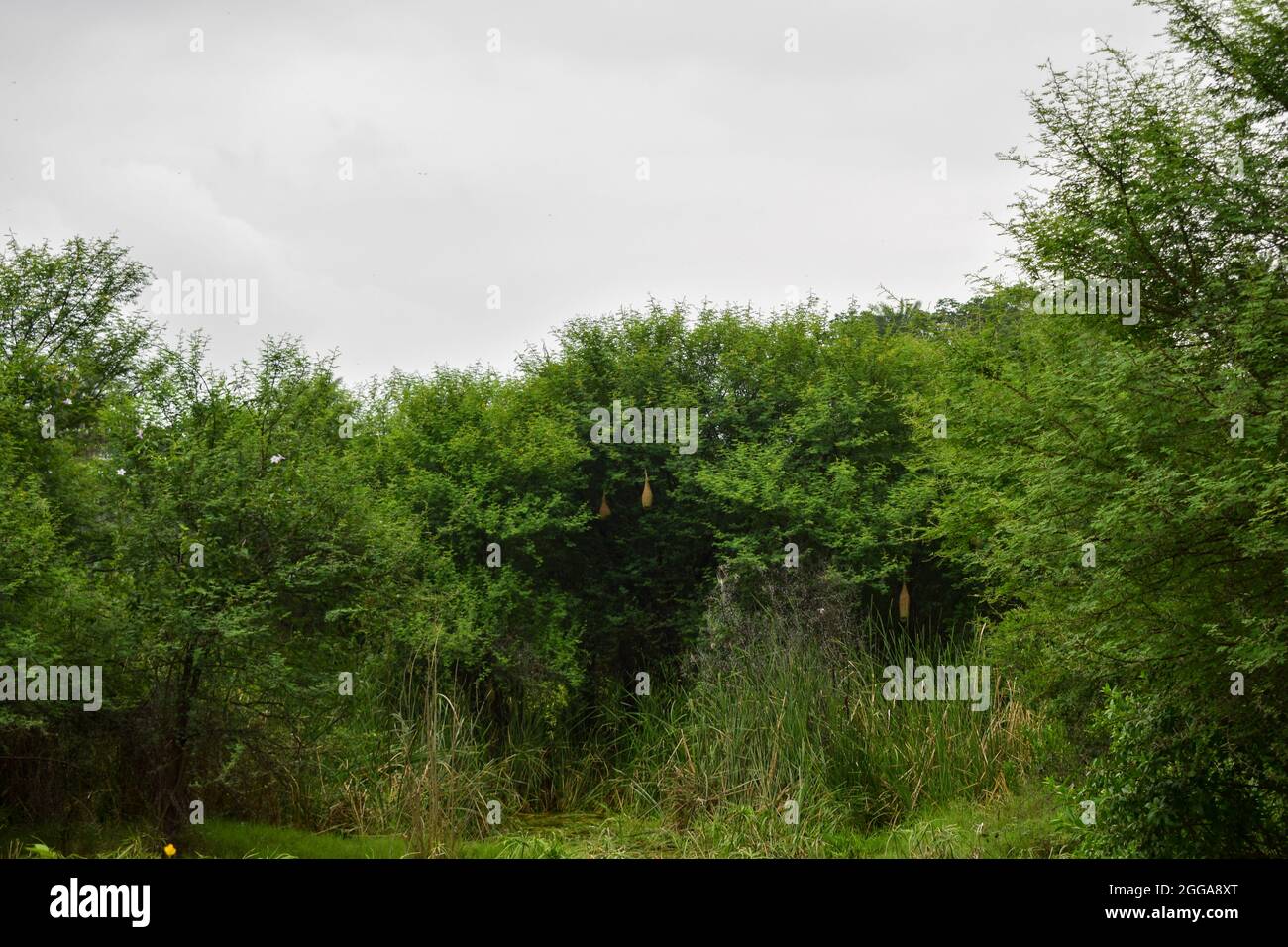 Deer,Birds and Lake, Green Tree and Sky in Deep Natural Rain forest ...