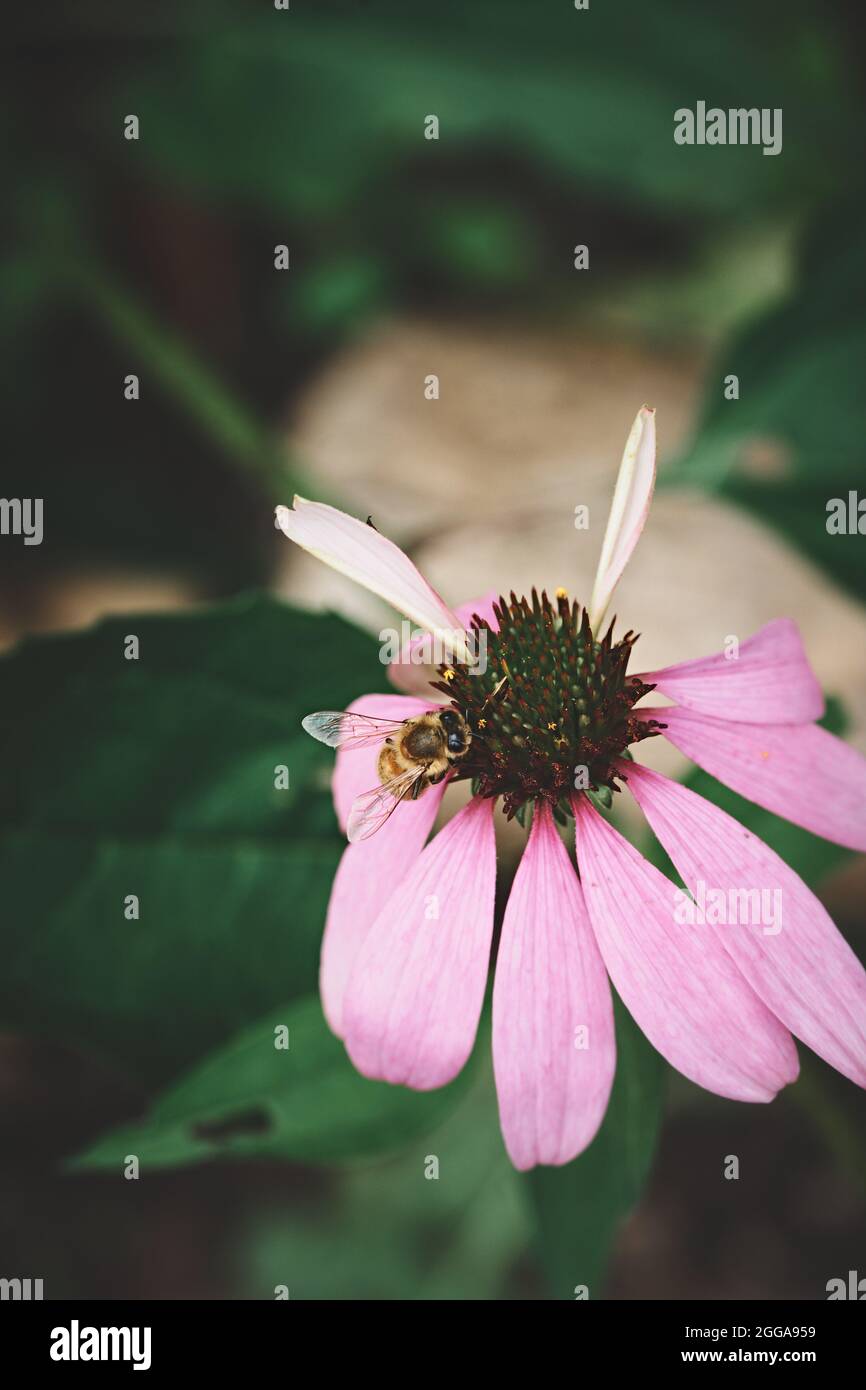 Flowers and Insects in an natural symbiosis. High quality photo Stock ...