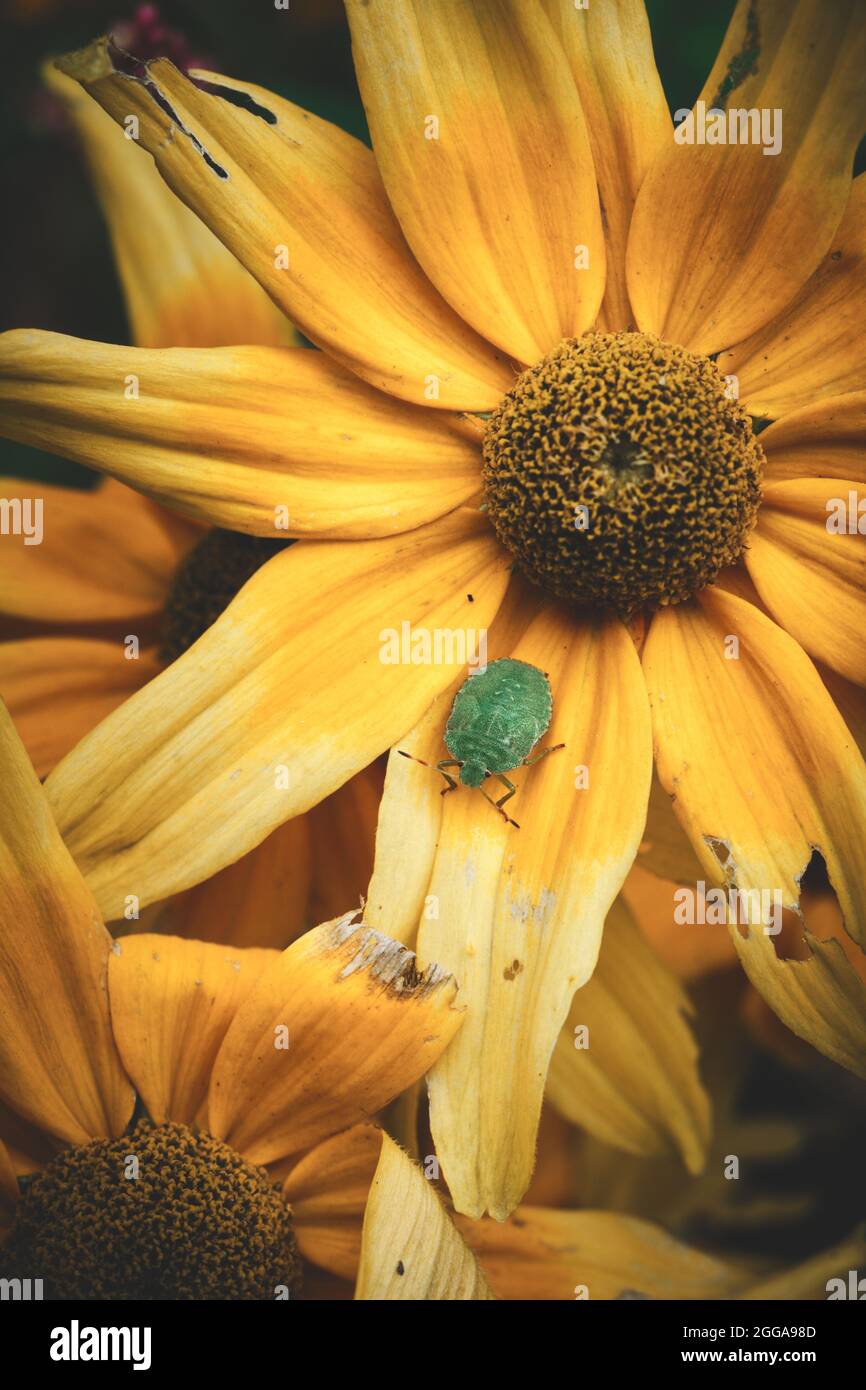 Flowers and Insects in an natural symbiosis. High quality photo Stock ...