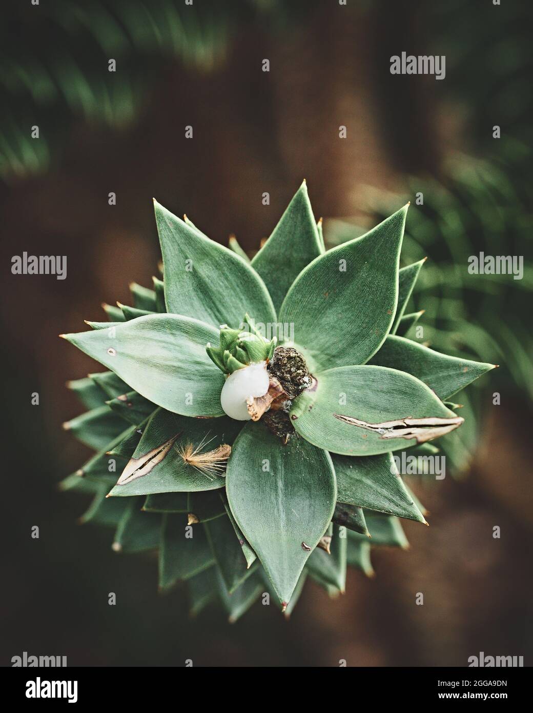 Flowers and Insects in an natural symbiosis. High quality photo Stock ...