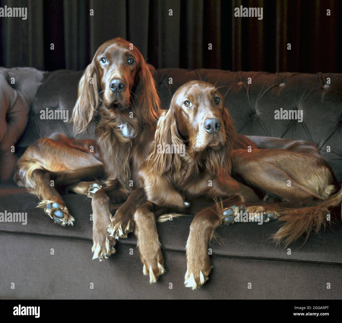 A pair of young male Irish Red Setters sit pensively on their owner's ...