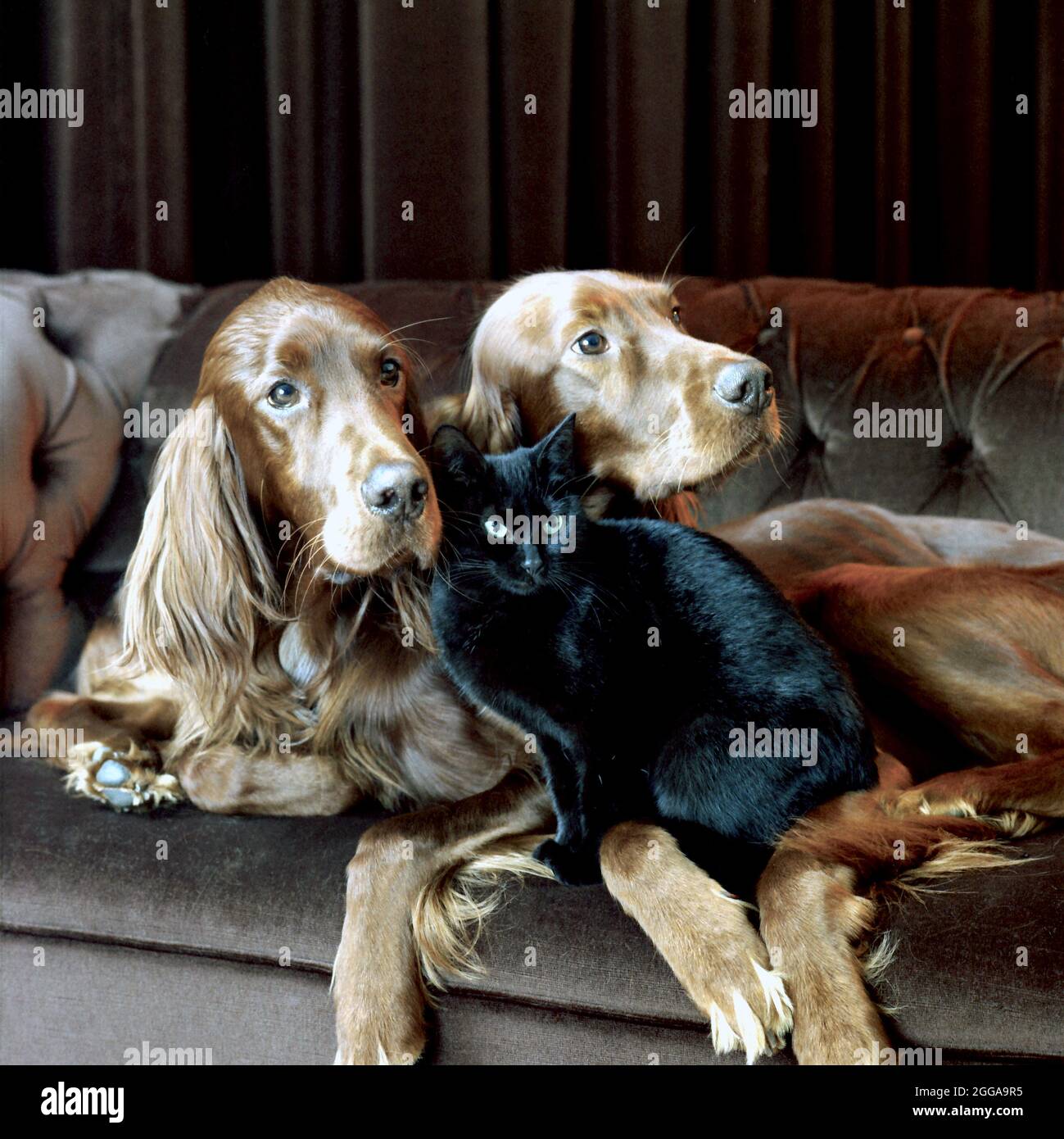 Red setters hi-res stock photography and images - Alamy