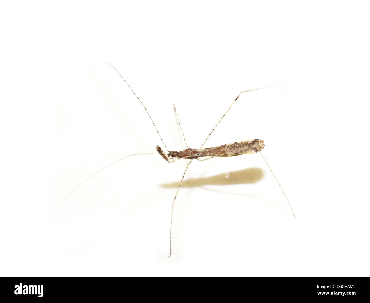 Common thread-legged assassin bug Empicoris vagabundus isolated on ...