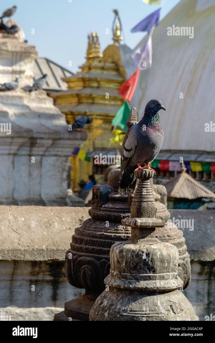 Dove on medieval prayer structures surrounding Swayambhunath stupa in ...