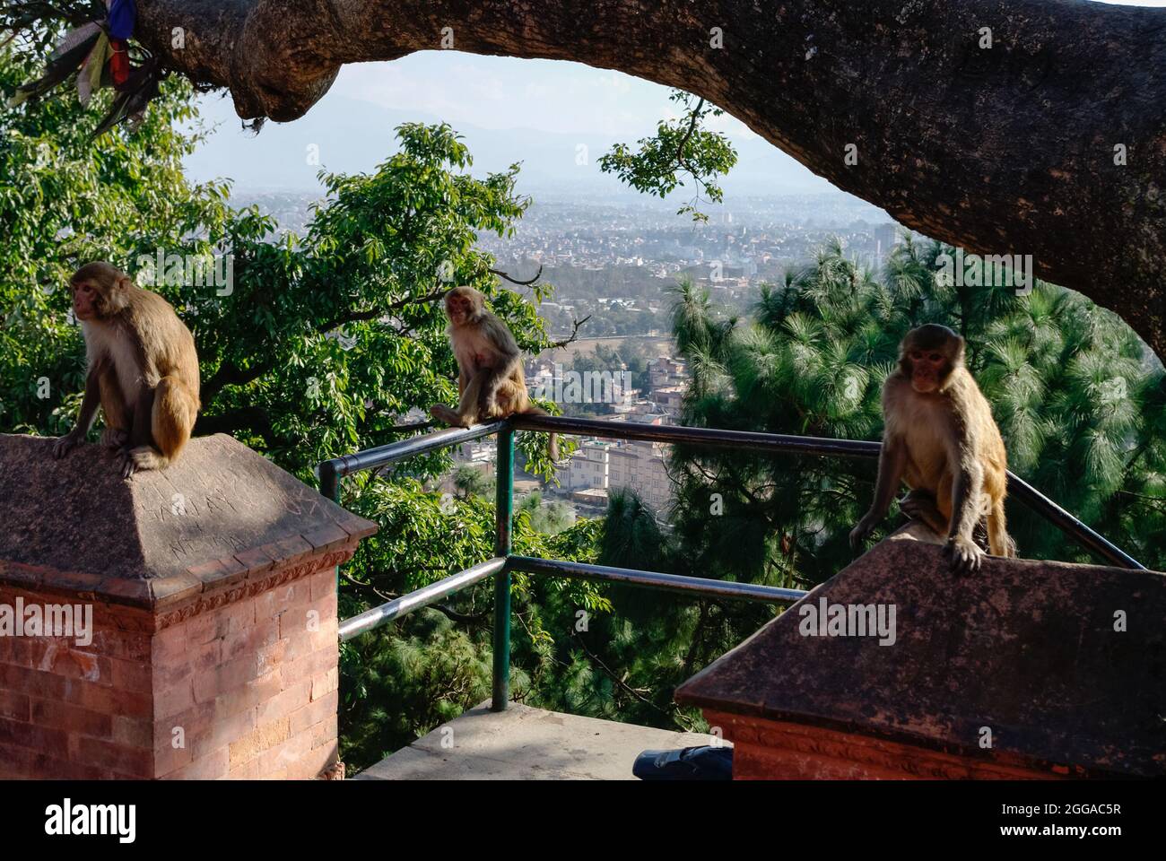 Tibetan macaque monkeys hi-res stock photography and images - Alamy