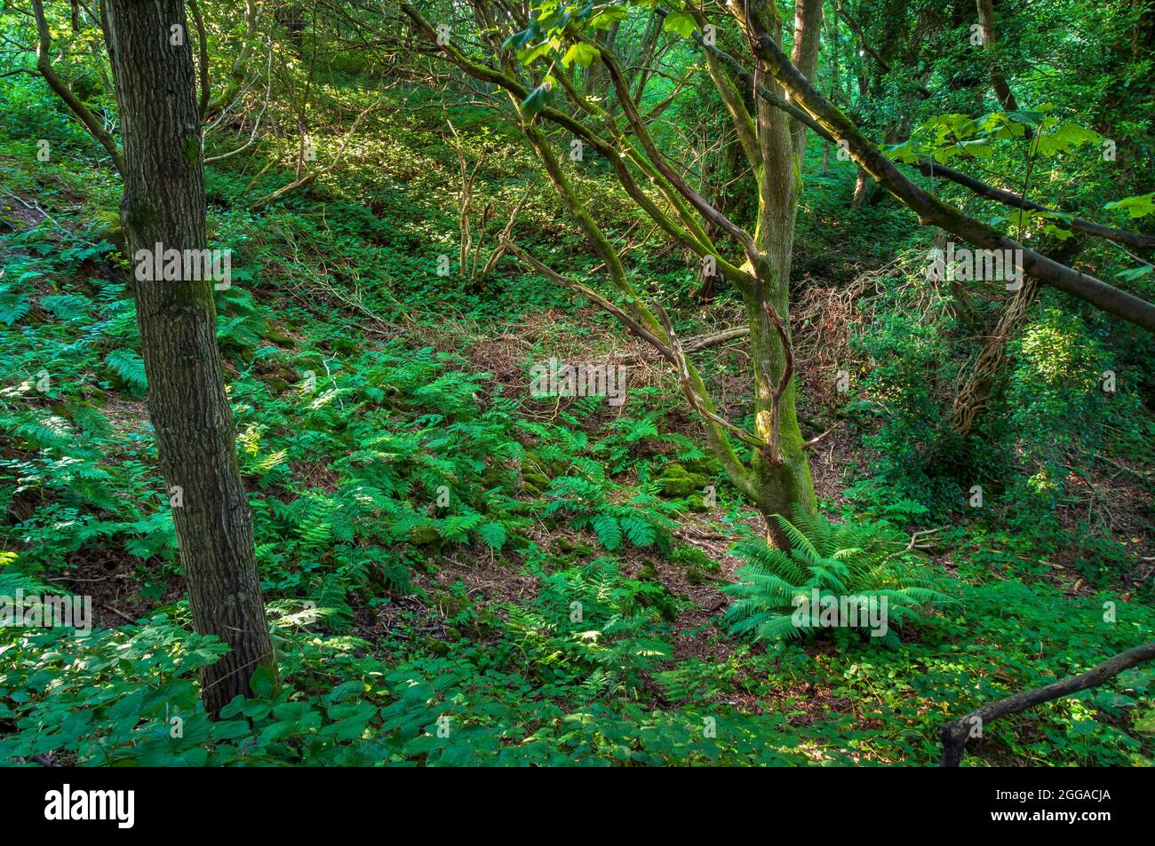 Very large overgrown trench marking the site of an old ganister mine on ...