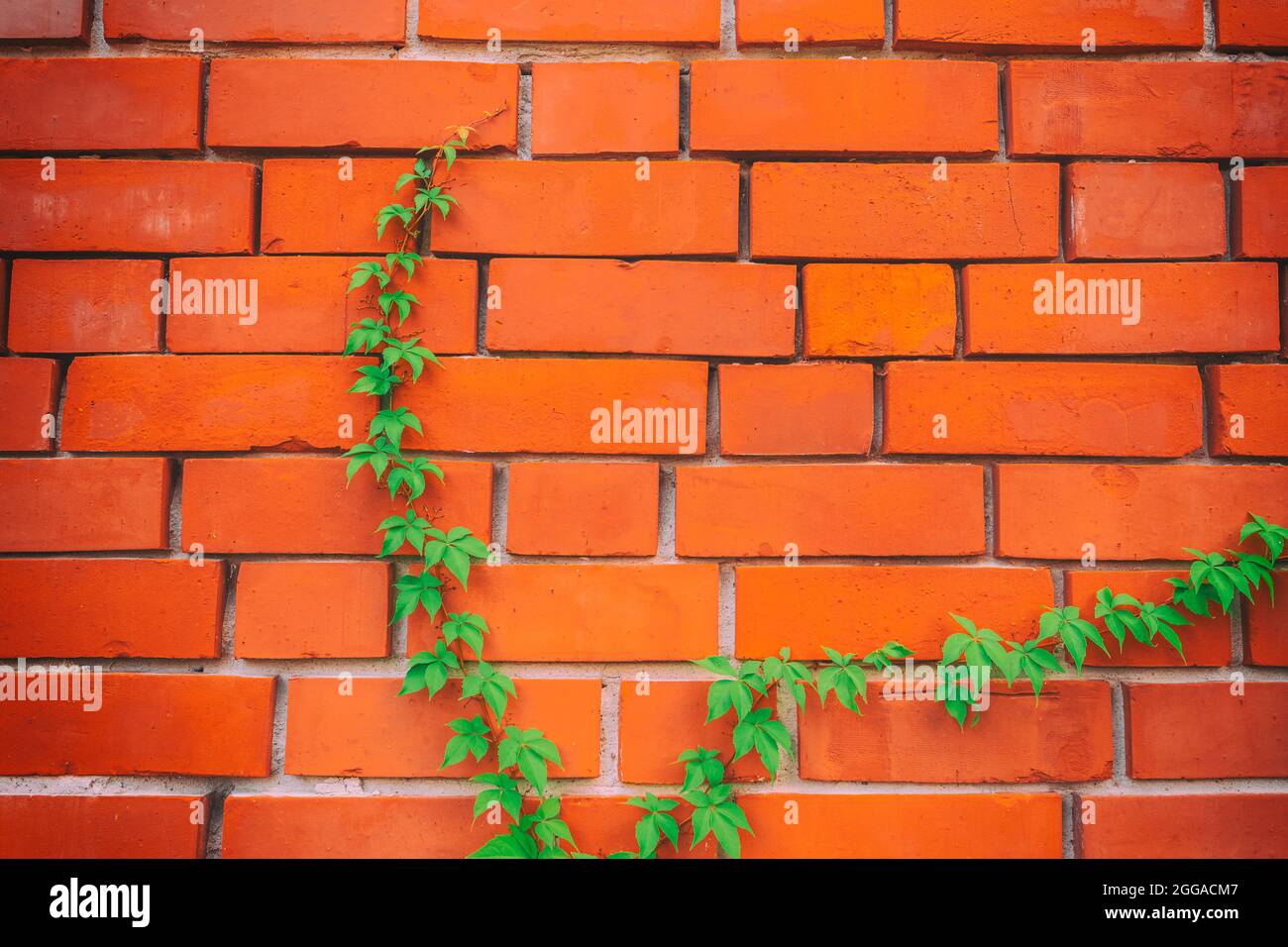 Red brick wall pattern surface texture with Ivy plant with leaves ...