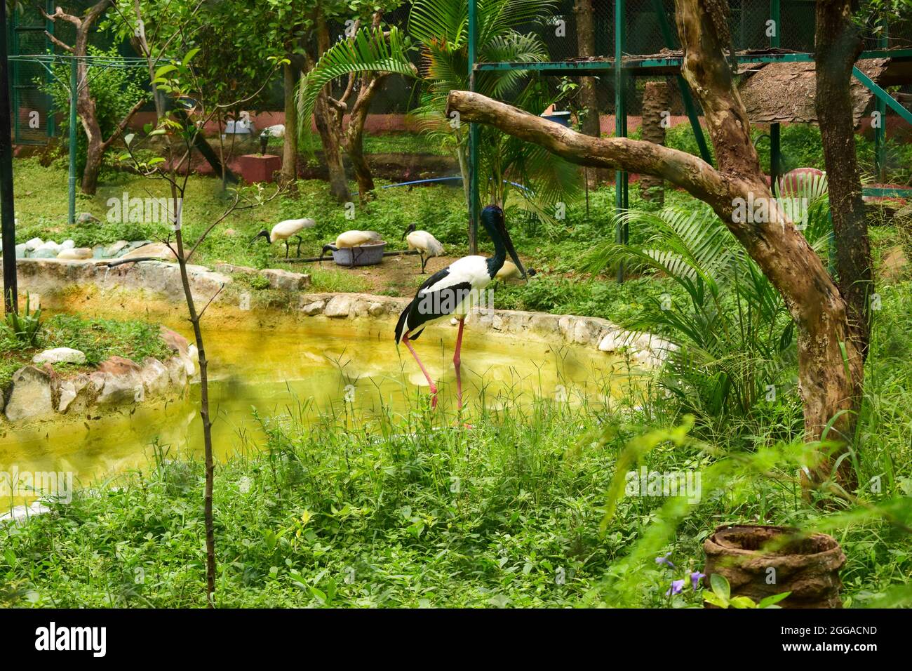 White birds in cage at Zoo Park Stock Photograph Image Stock Photo - Alamy