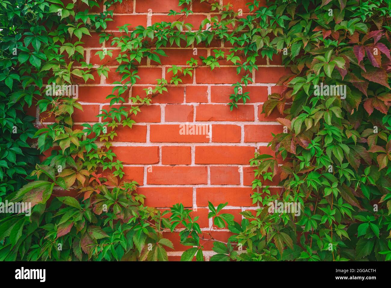 Red brick wall pattern surface texture with Ivy plant with leaves ...