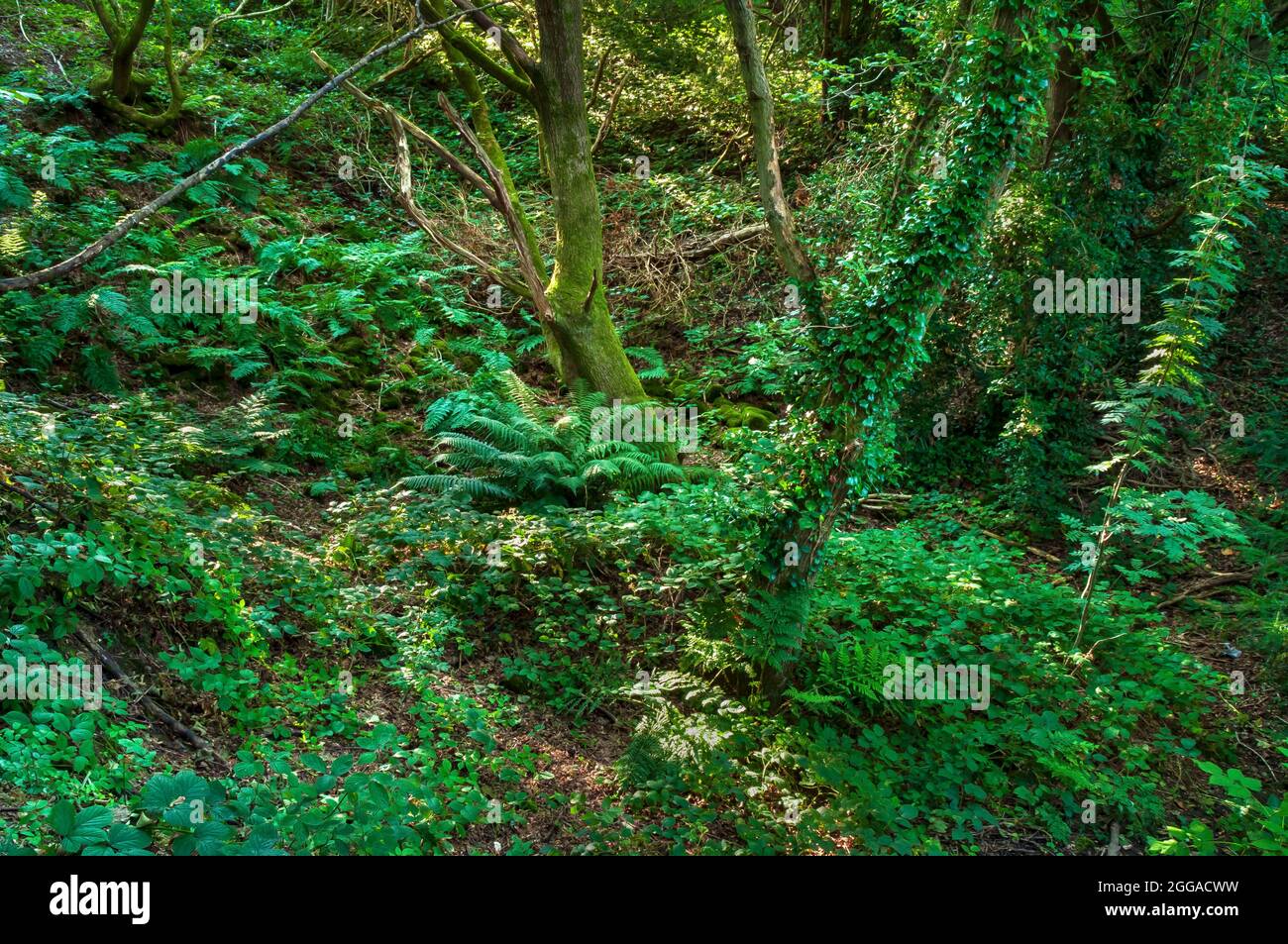 Very large overgrown trench marking the site of an old ganister mine on ...