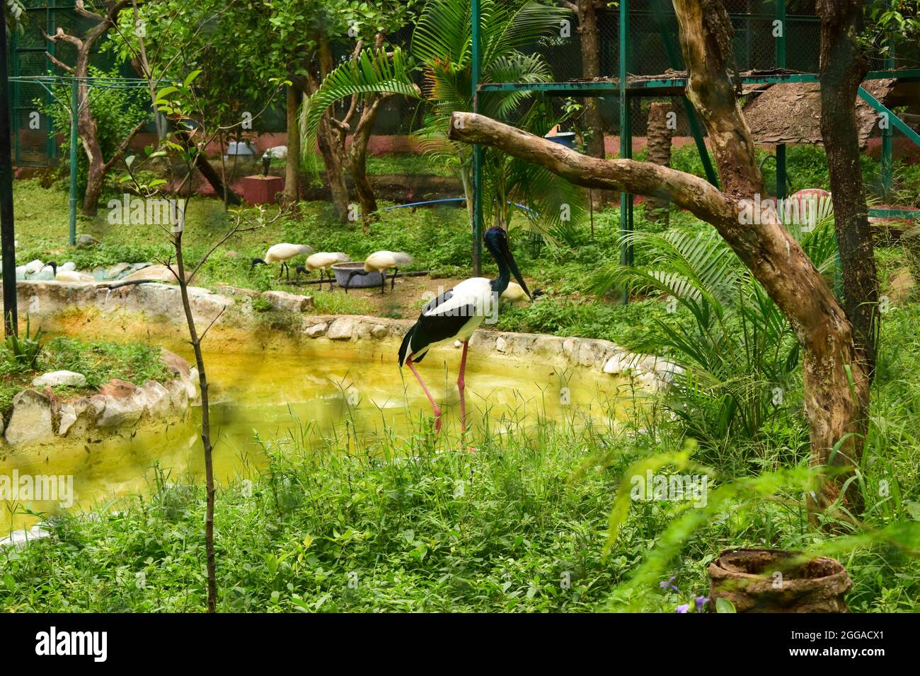White birds in cage at Zoo Park Stock Photograph Image Stock Photo - Alamy