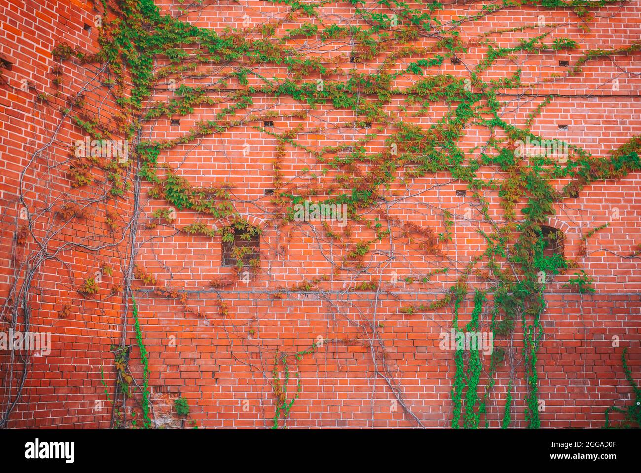 Red brick wall pattern surface texture with Ivy plant with leaves ...
