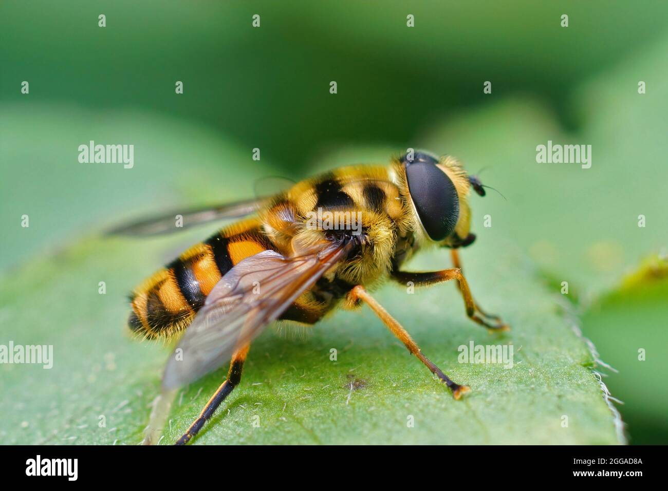 Batman hoverfly myathropa florea hi-res stock photography and images - Alamy
