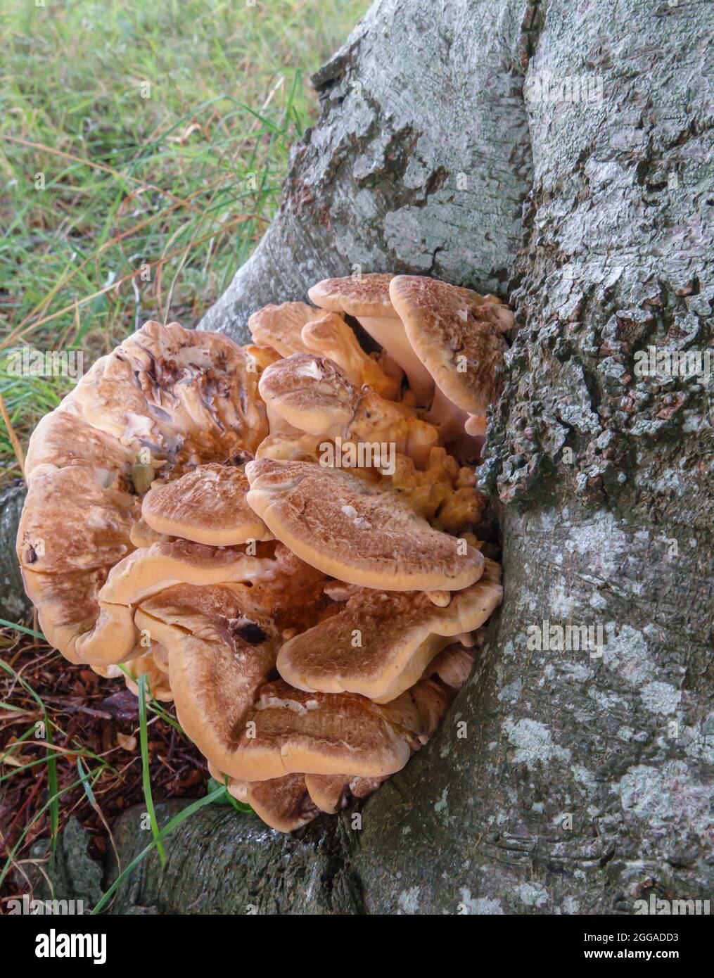Blackening Polypore mushroom (Meripilus giganteus) growing at the base ...