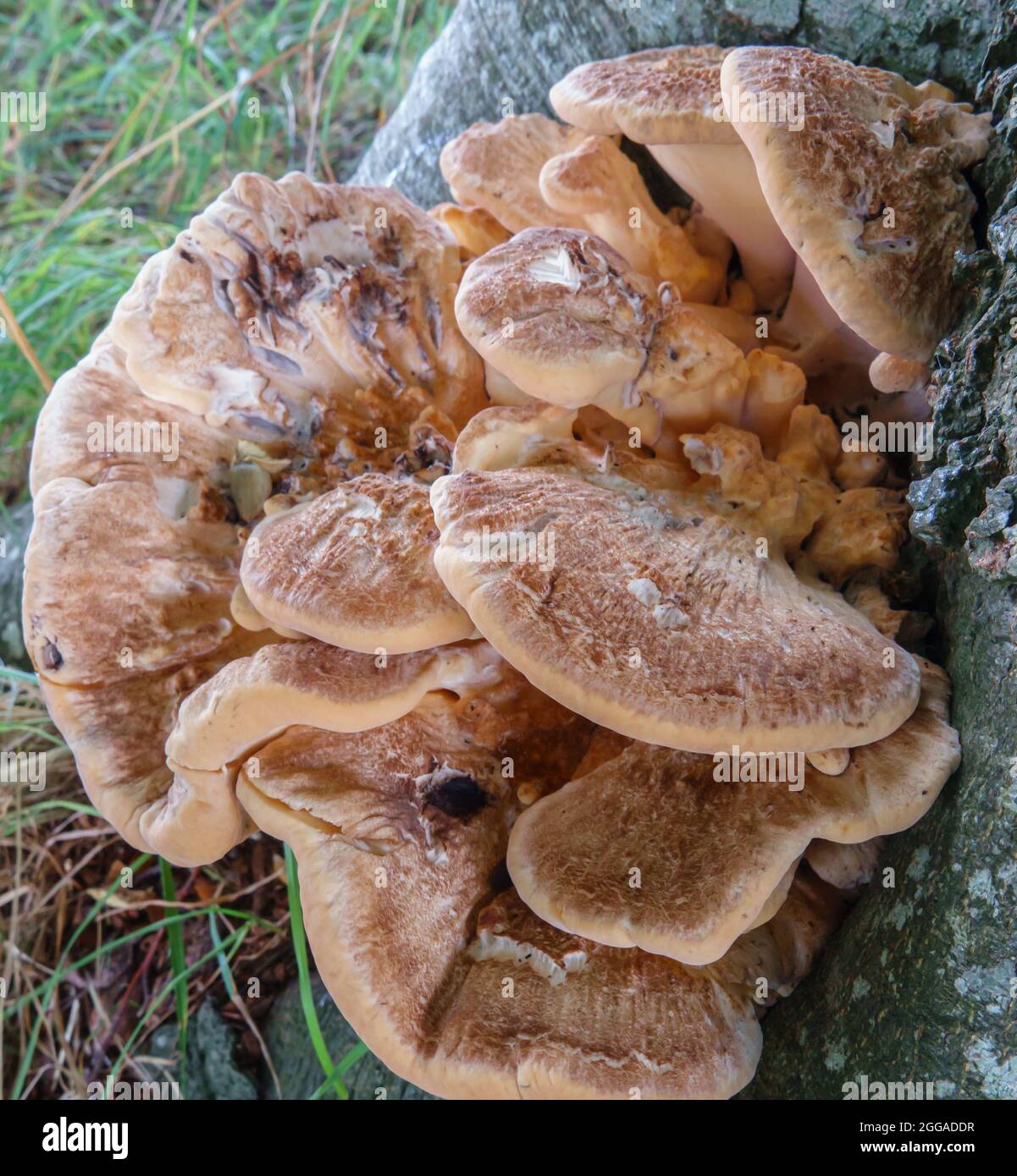 Blackening Polypore mushroom (Meripilus giganteus) growing at the base ...