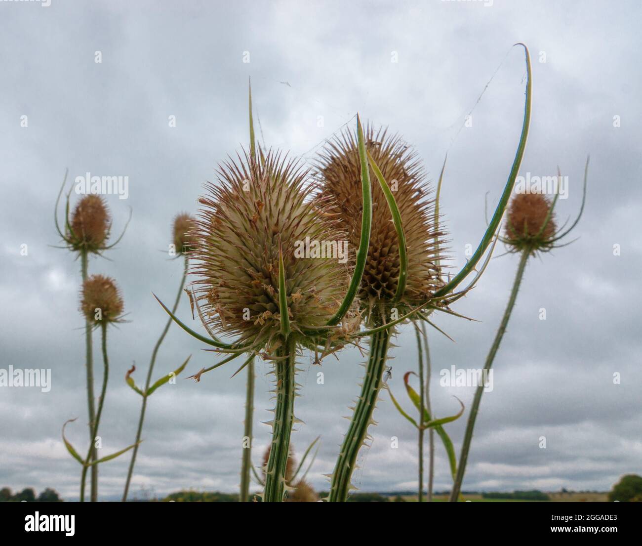 close up of Wild Teasel (Dipsacus fullonum) thistle on Salisbury Plain ...