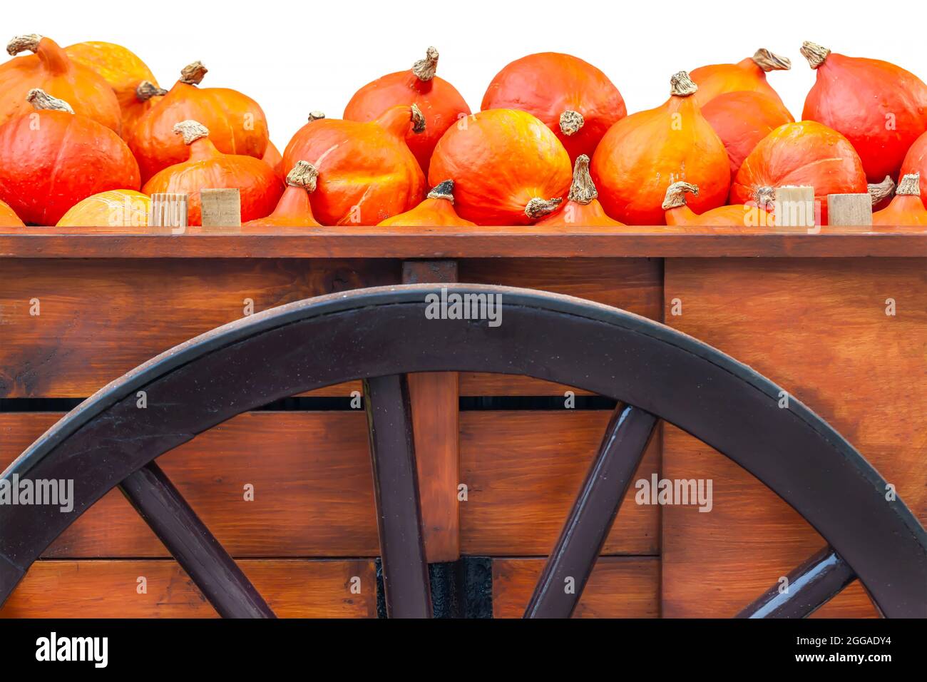 Autumn ancient wooden cart with pumpkins isolated on a white background ...