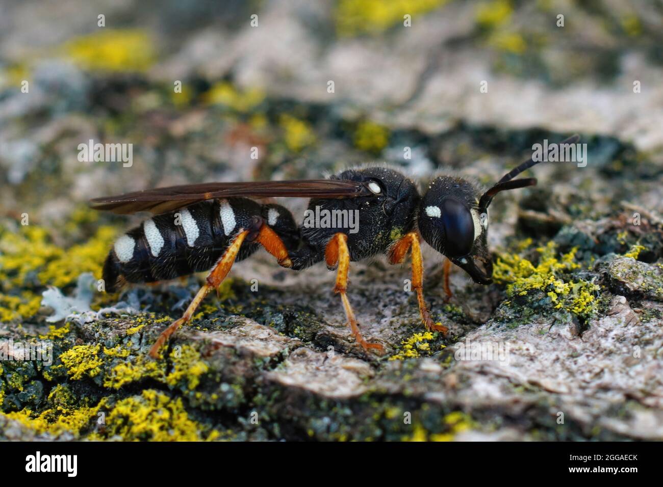 Closeup of a colorful weevil wasp species , Cerceris tenuivittata Stock ...