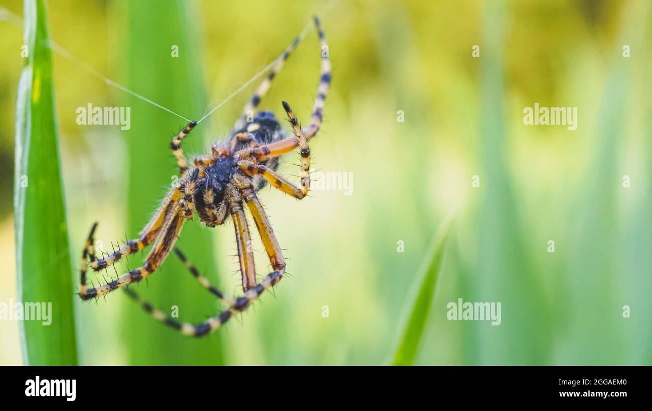 Spider near the leaves with the blurred background Stock Photo - Alamy