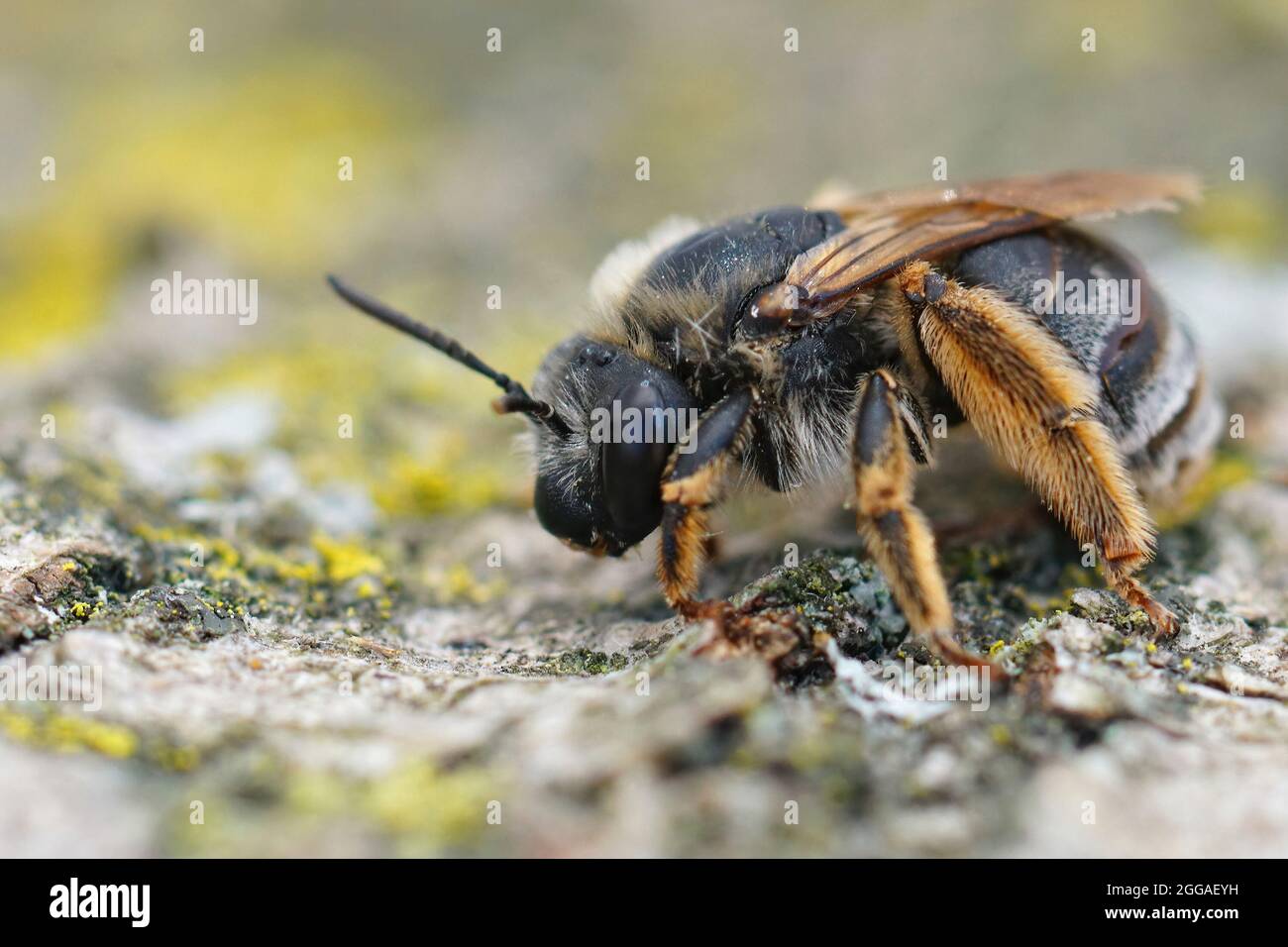 Eucera hi-res stock photography and images - Alamy