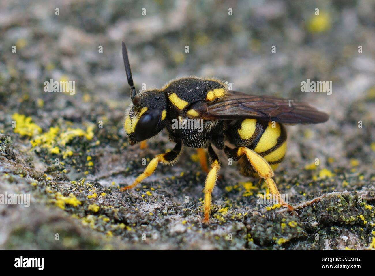 Closeup of a female of the colorful Yellow-spotted Dark Bee , St Stock ...