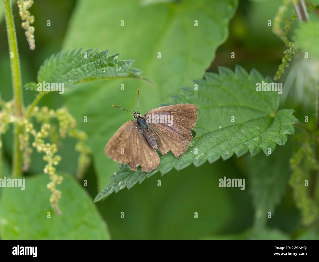 English stinging nettle hi-res stock photography and images - Alamy