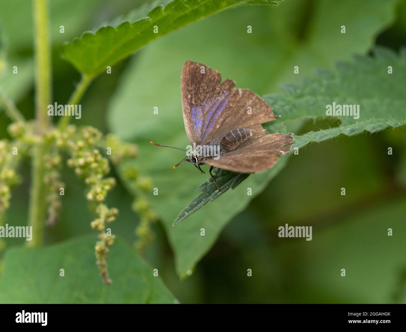Female stinging nettles hi-res stock photography and images - Alamy