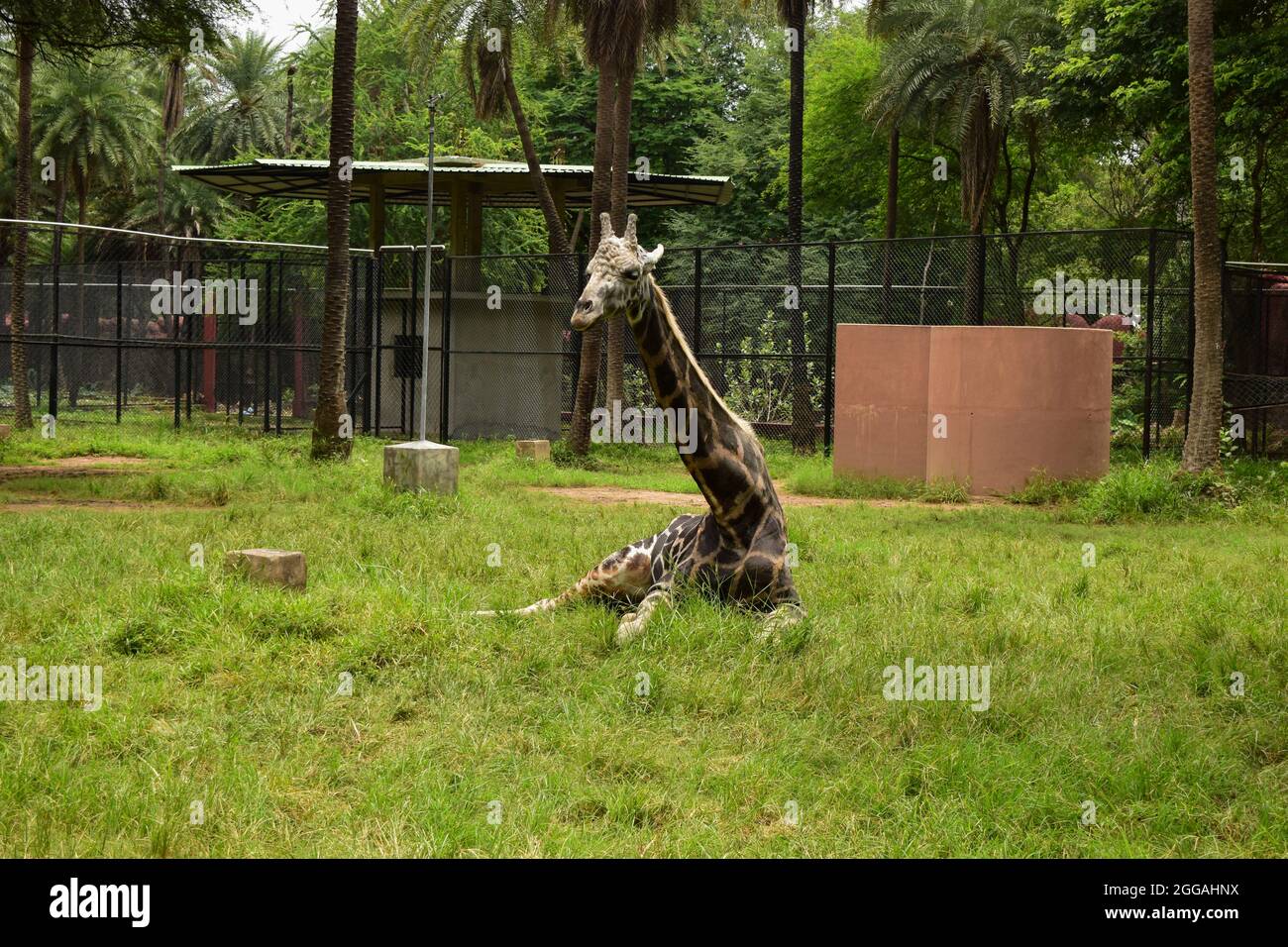 Wild Animal Sitting Giraffe in Zoological Park Stock Photograph Image ...