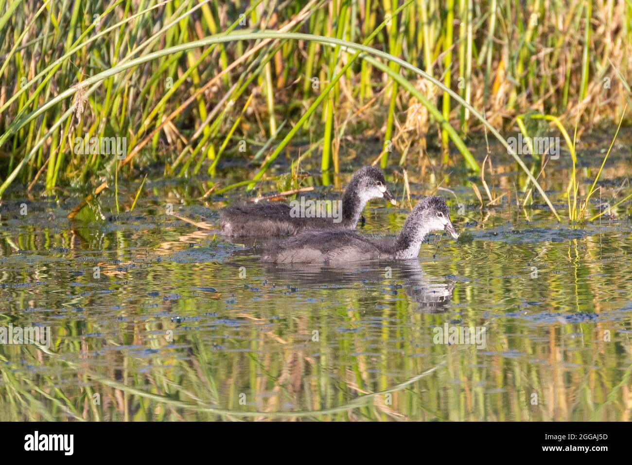 Young Red-knobbed Coot chicks (Fulica cristata) foraging for food on a ...