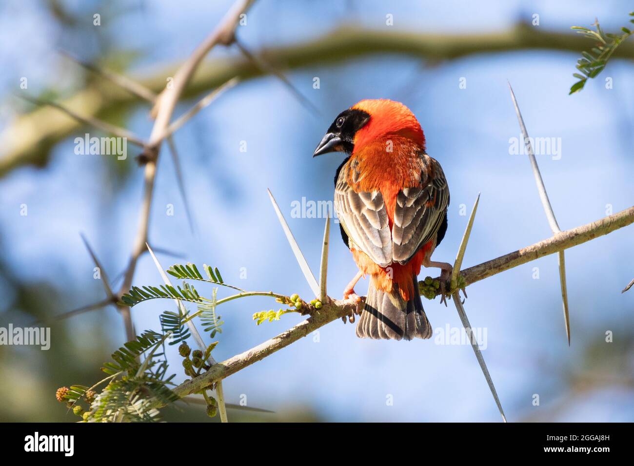 Southern Red Bishop (Euplectes orix) breeding male rear view perched on ...