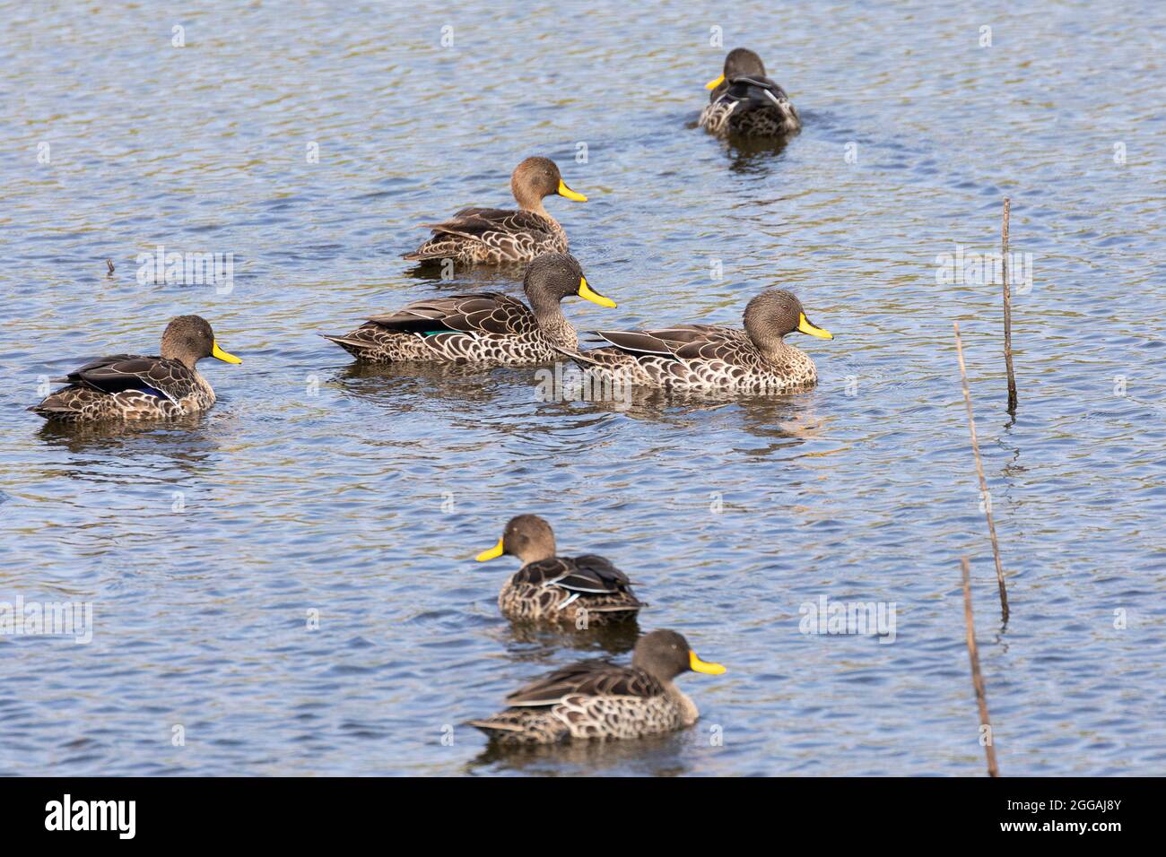 African yellow billed duck hi-res stock photography and images - Alamy