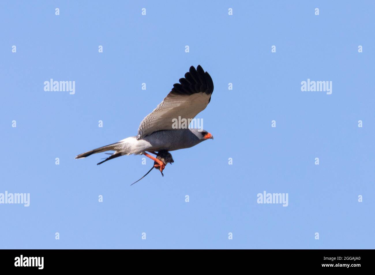 Melierax species hi-res stock photography and images - Alamy