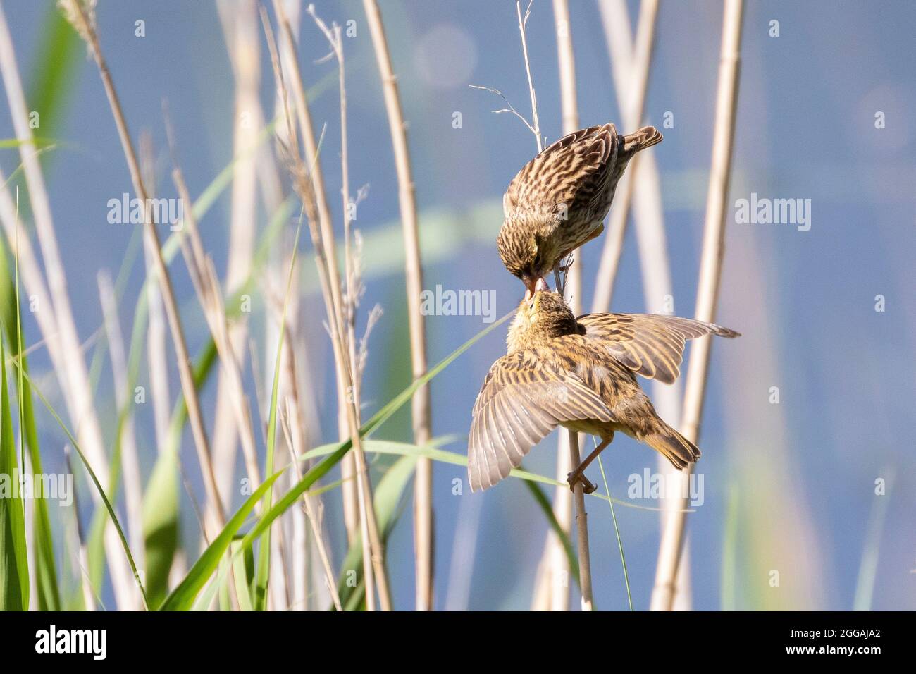 Southern Red Bishop (Euplectes orix) female feeding fledgling on reeds ...