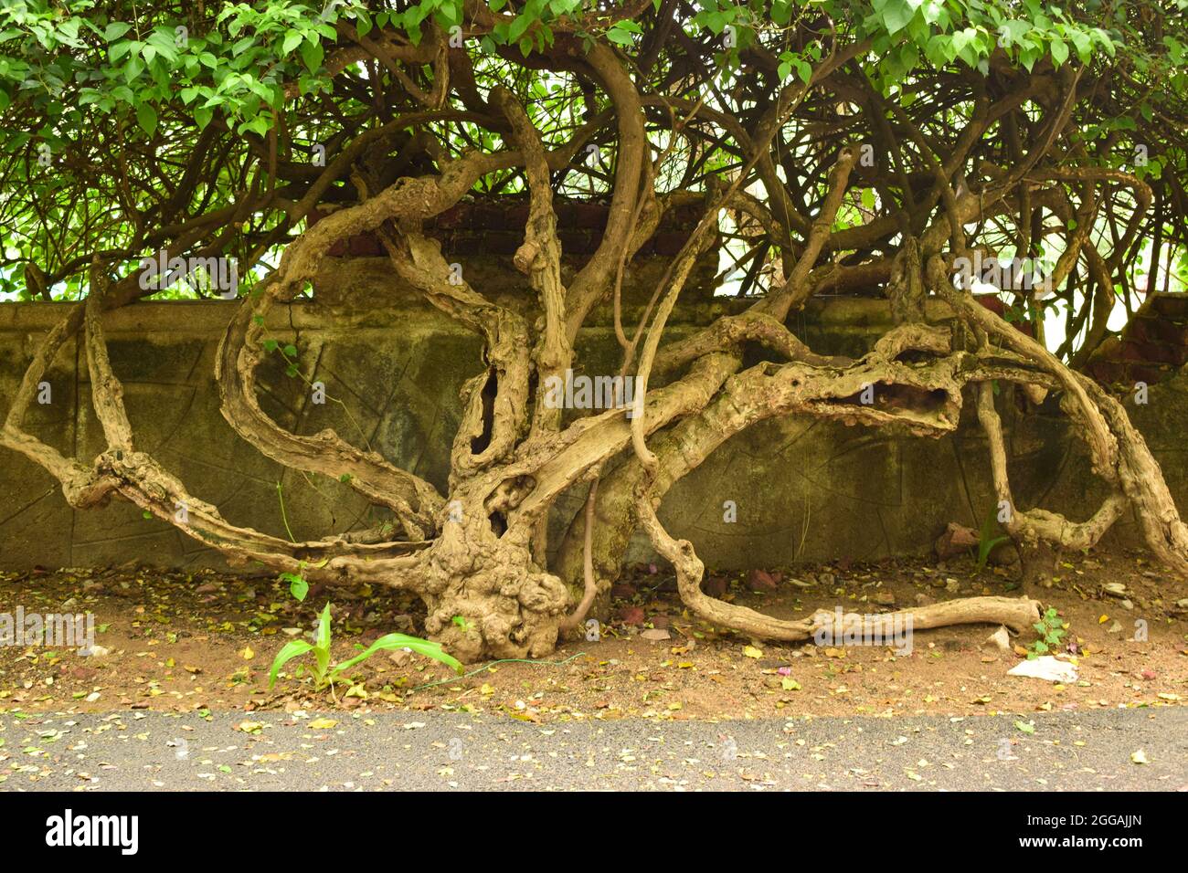 Deer,Birds and Lake, Green Tree and Sky in Deep Natural Rain forest ...