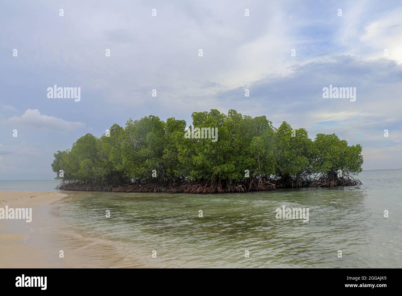 Beach with fine yellow sand. Mangrove in shallow water of Indian Ocean ...