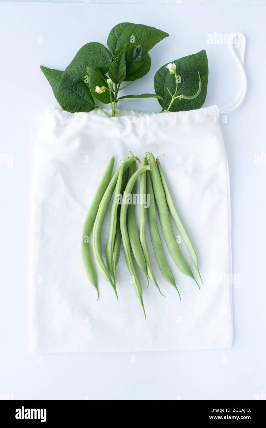 Creative concept green bean on of eco friendly bag reusable. Plastic ...