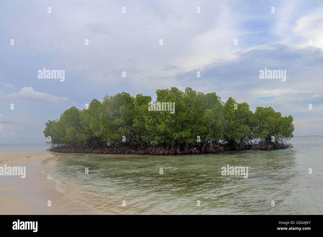 Beach with fine yellow sand. Mangrove in shallow water of Indian Ocean ...
