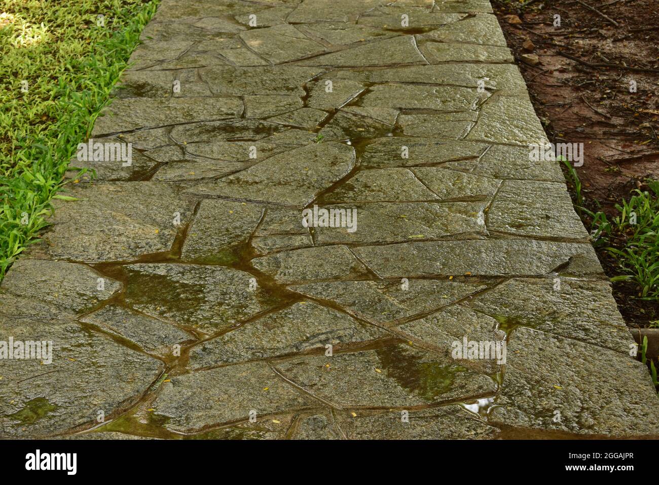 Dirty Wet Road Pathway and Green Trees in Rainy Season Background Stock ...