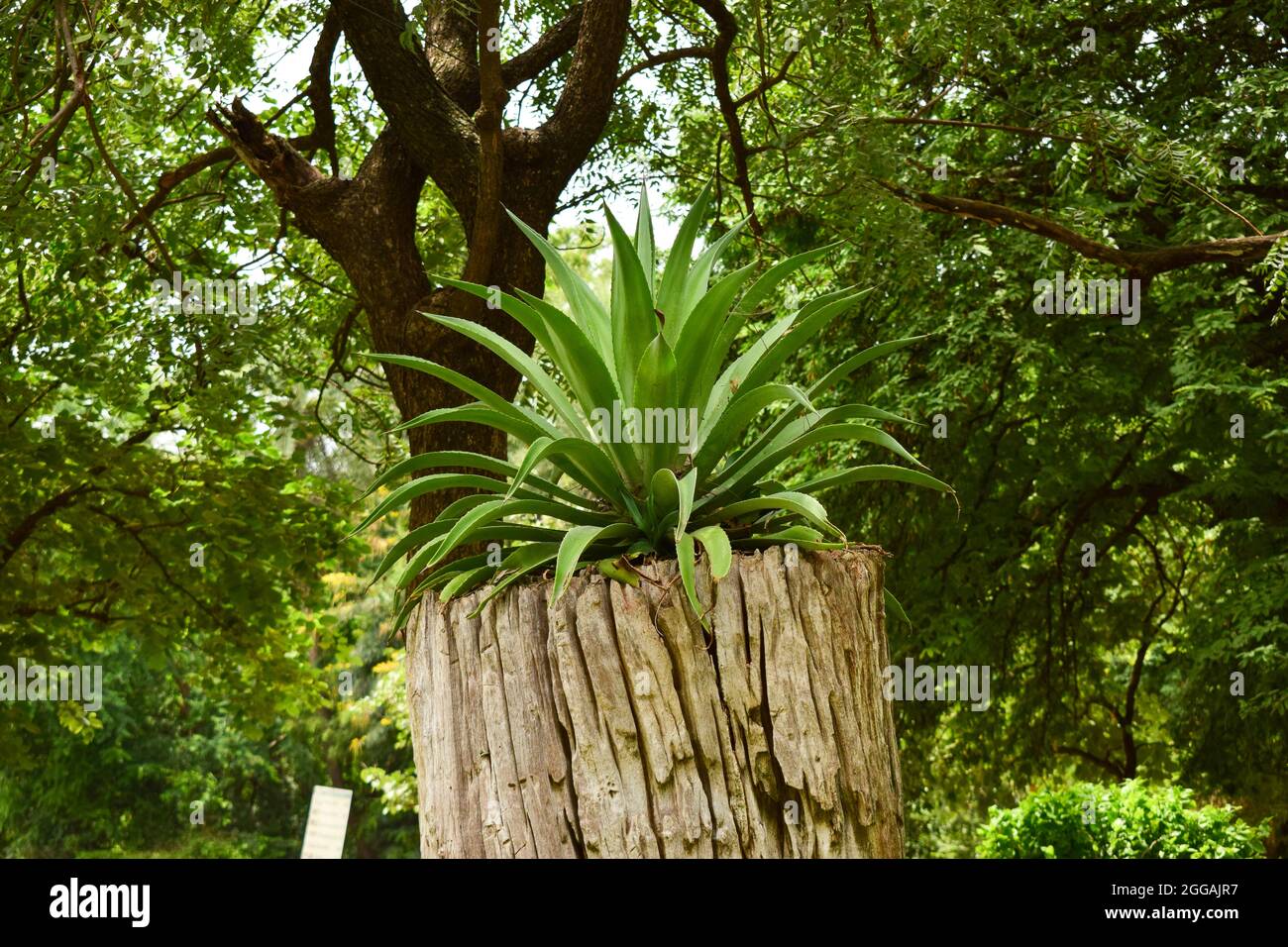 Deer,Birds and Lake, Green Tree and Sky in Deep Natural Rain forest ...
